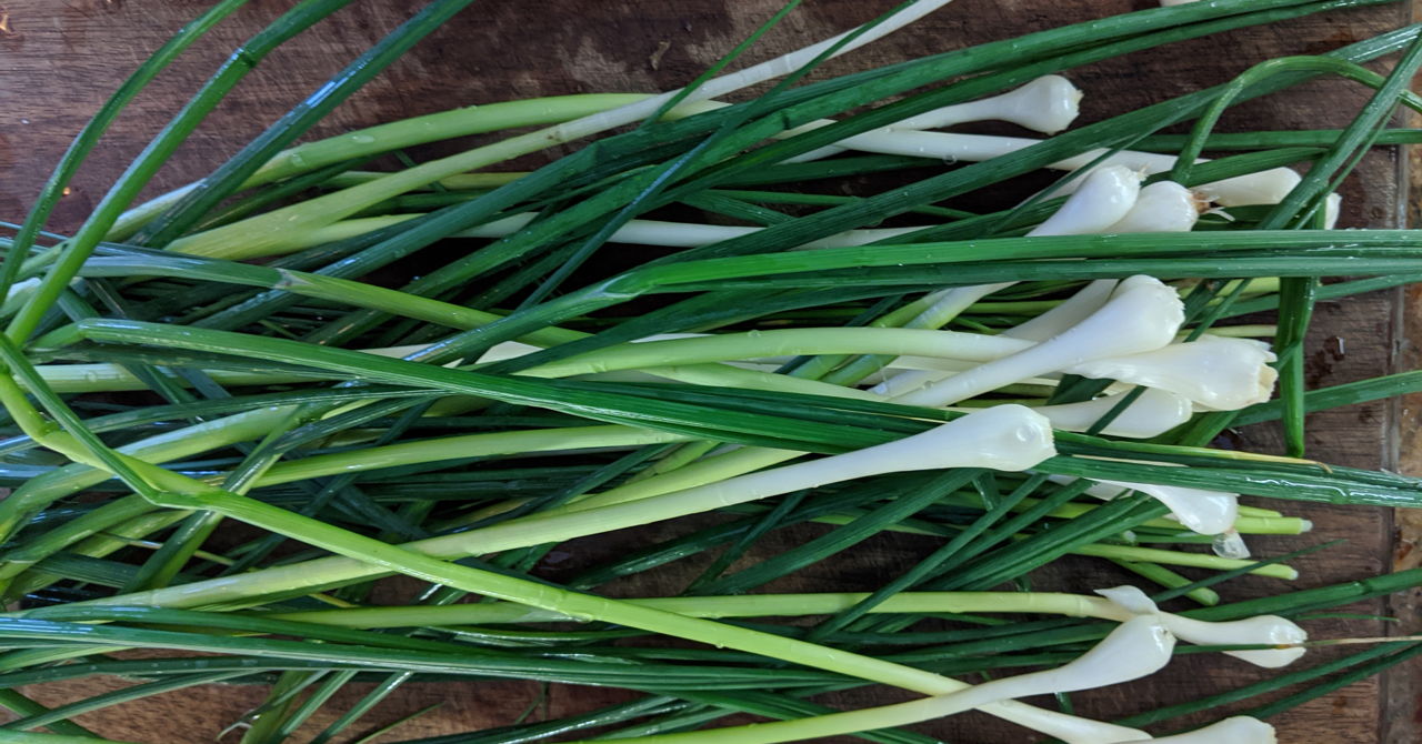 Foraging for Wild Edible Plants withfriends